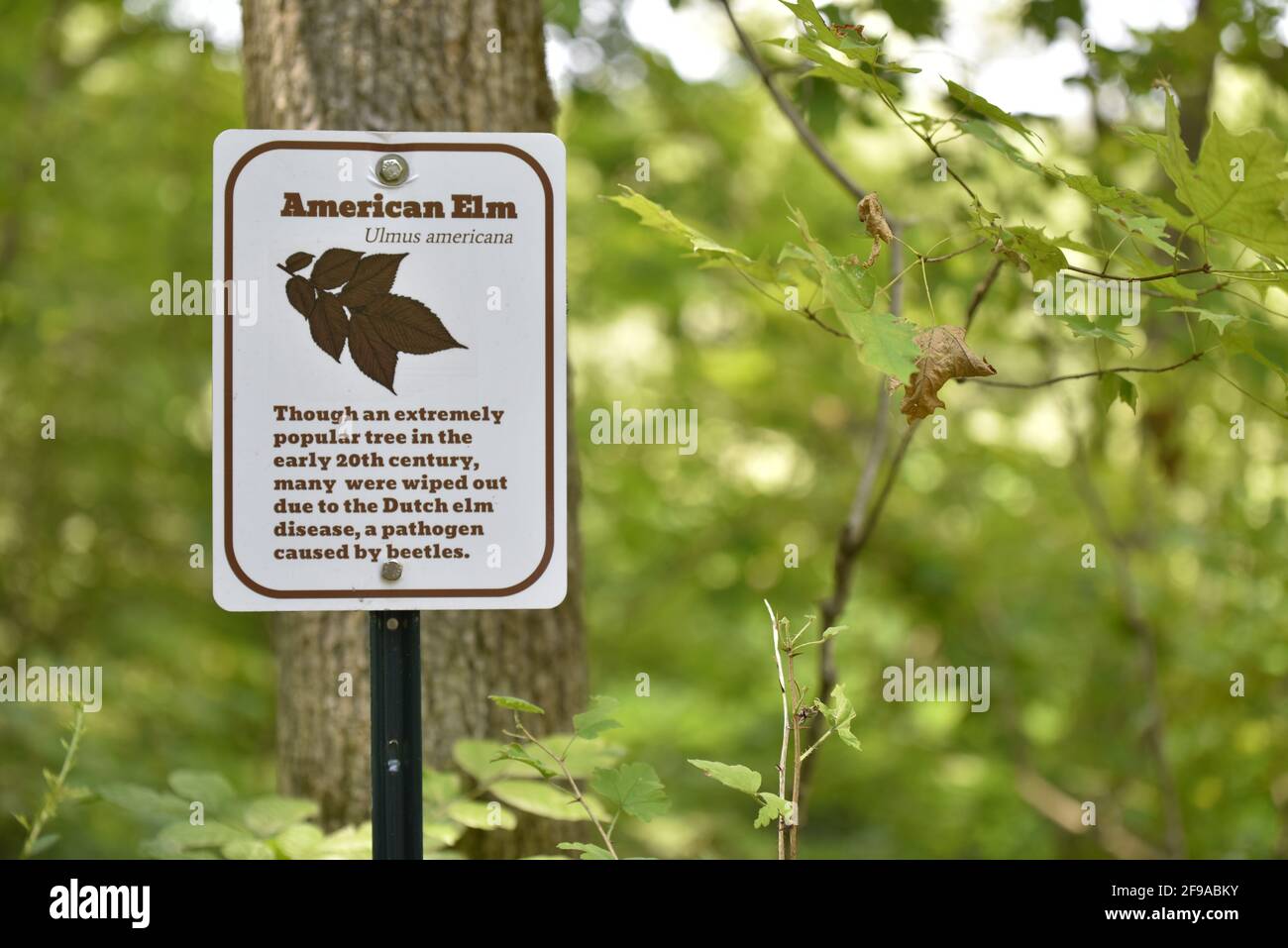 American elm trees hi-res stock photography and images - Alamy