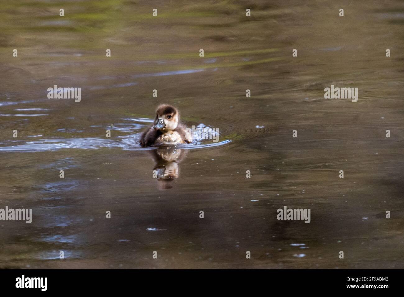Dickgrayson hi-res stock photography and images - Alamy