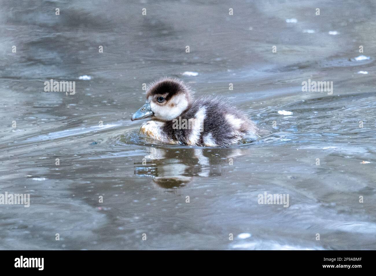 Damianwayne hi-res stock photography and images - Alamy