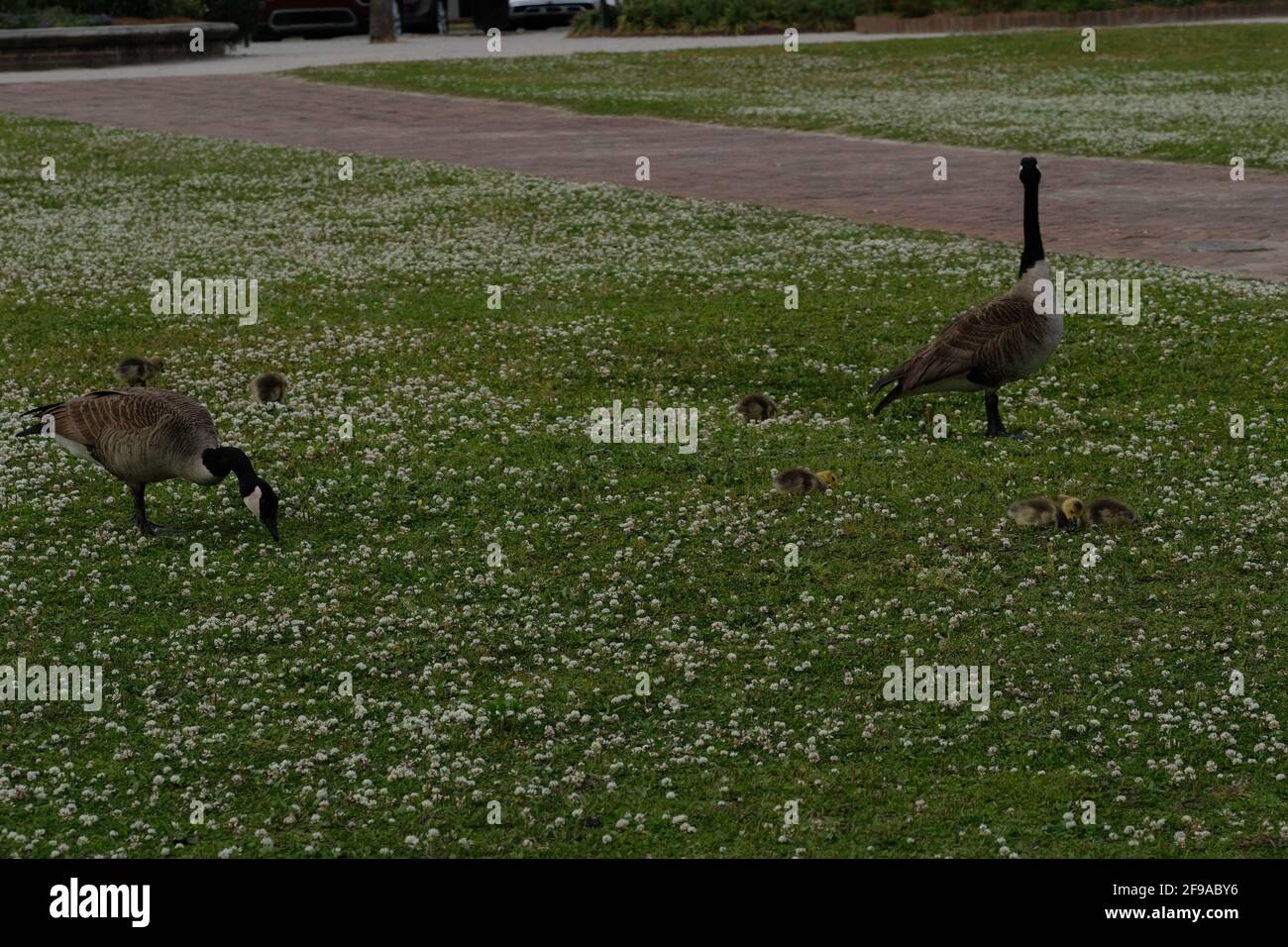 Canadian geese at public park when one female gives birth to six chicks ...