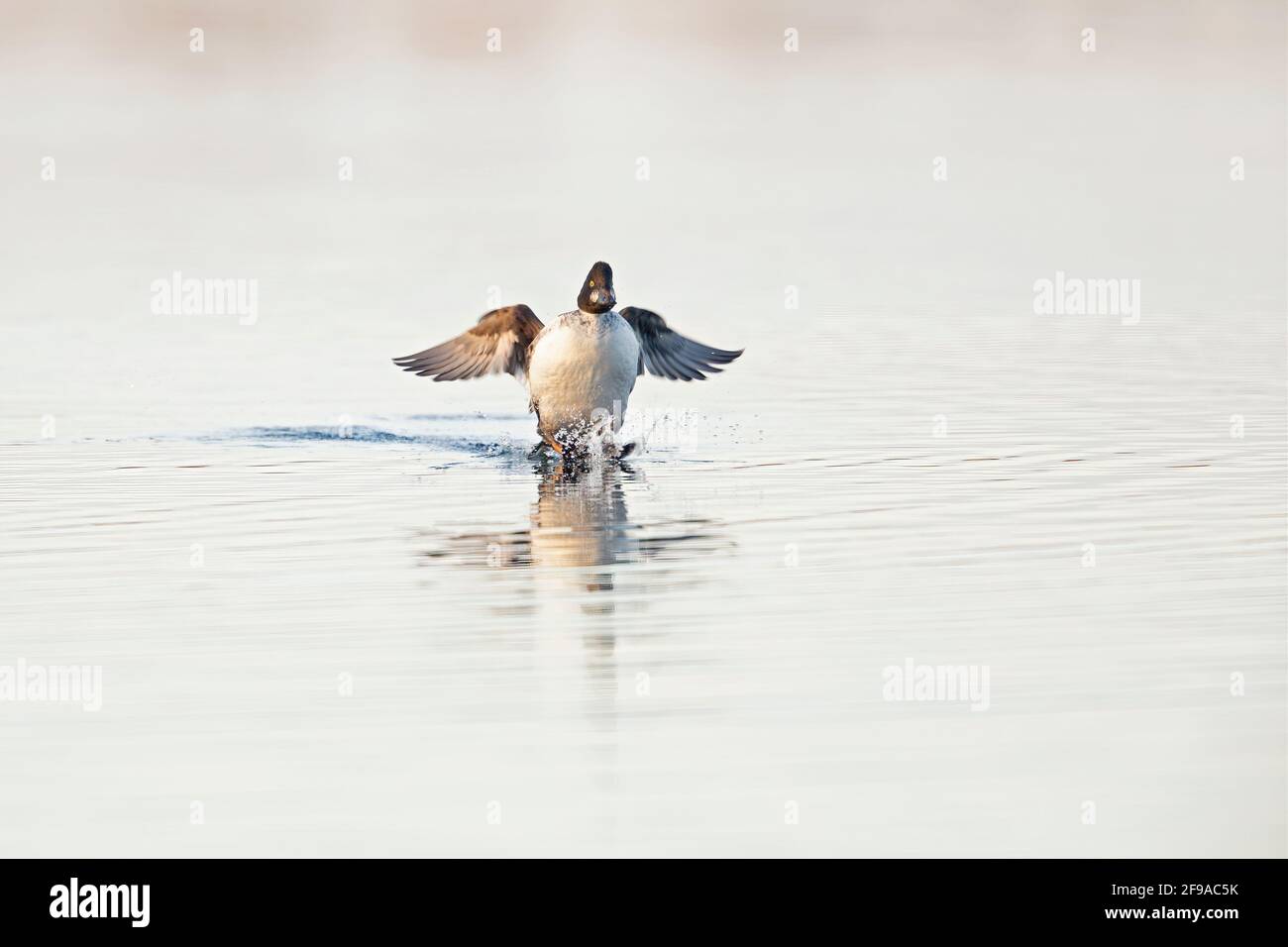 A female common goldeneye (Bucephala clangula) landing with a splash in ...
