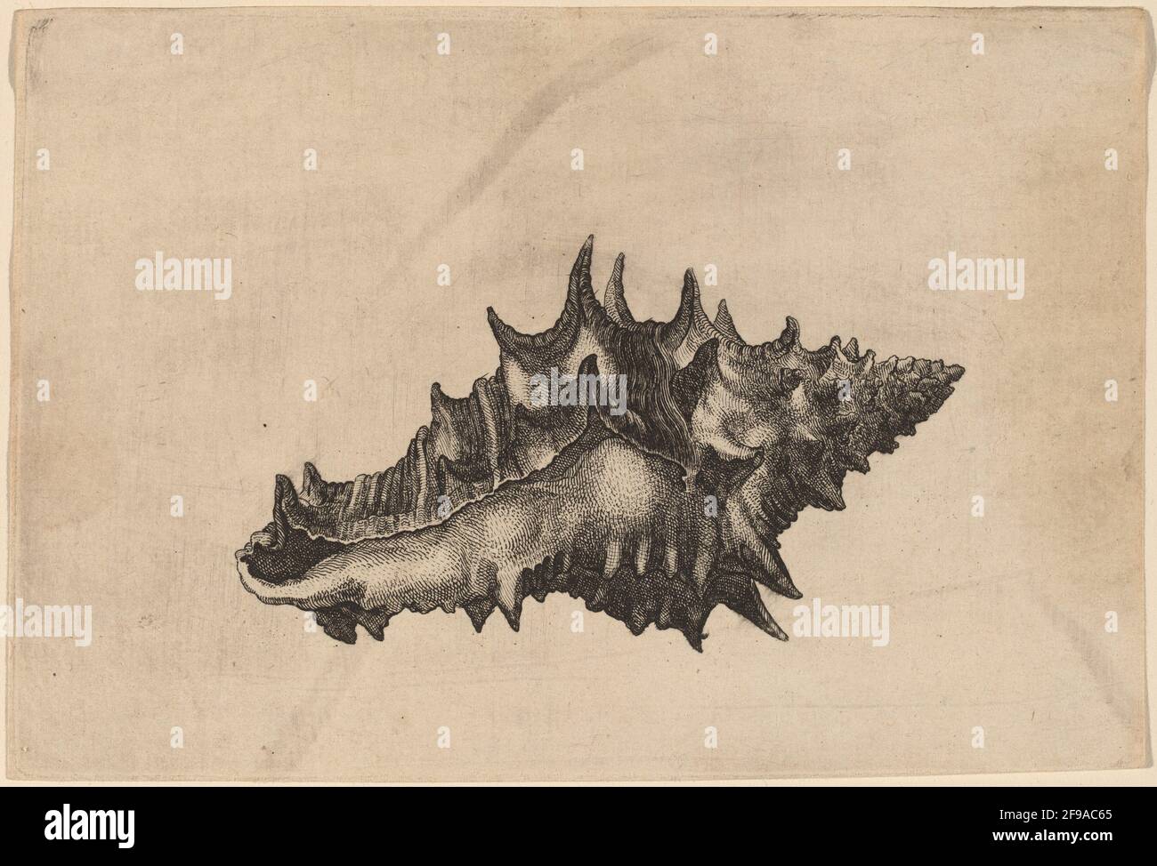 Vasum ceramicum hi-res stock photography and images - Alamy