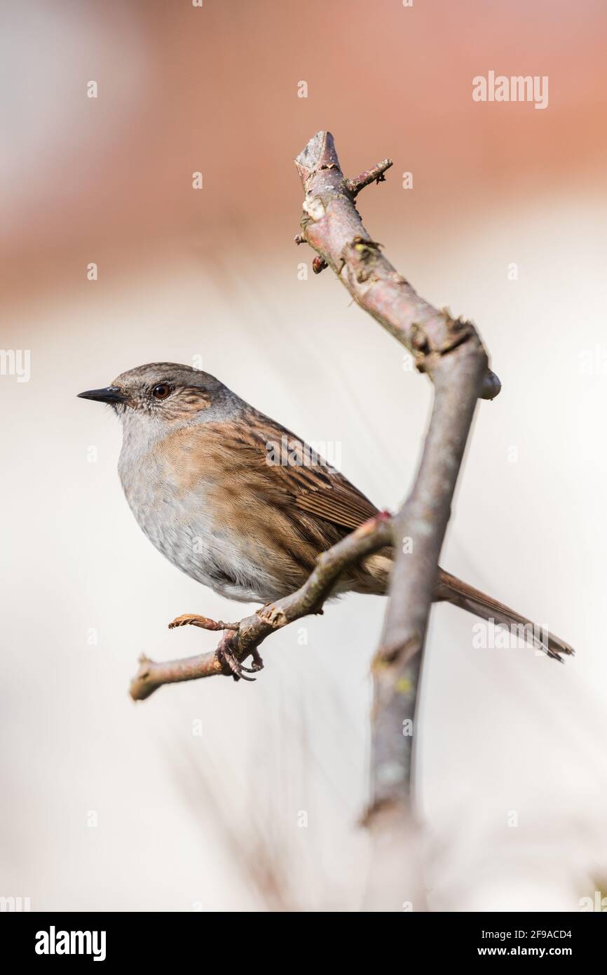 Dunnock (Prunella modularis Stock Photo - Alamy