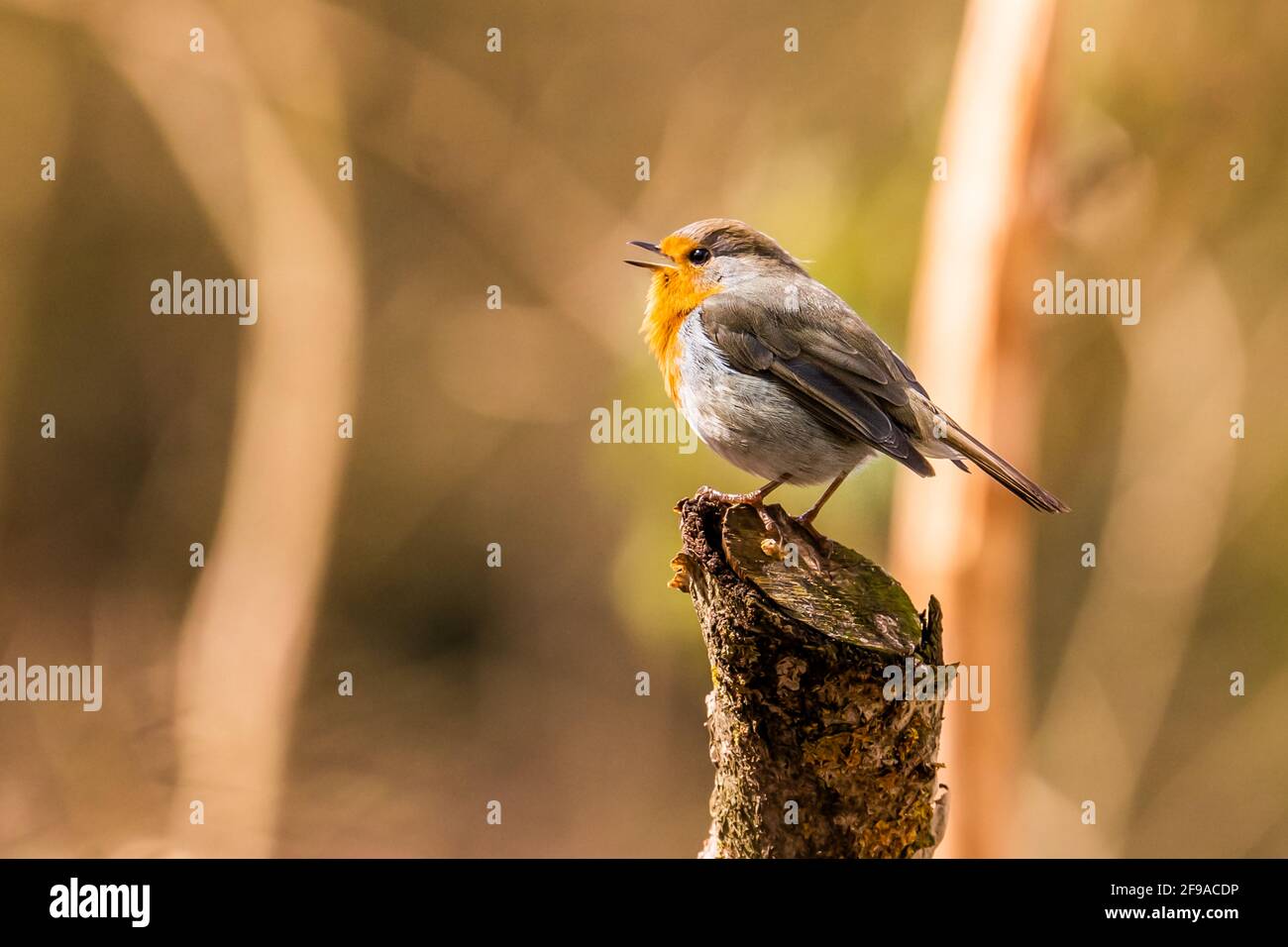 Redrobin hi-res stock photography and images - Alamy