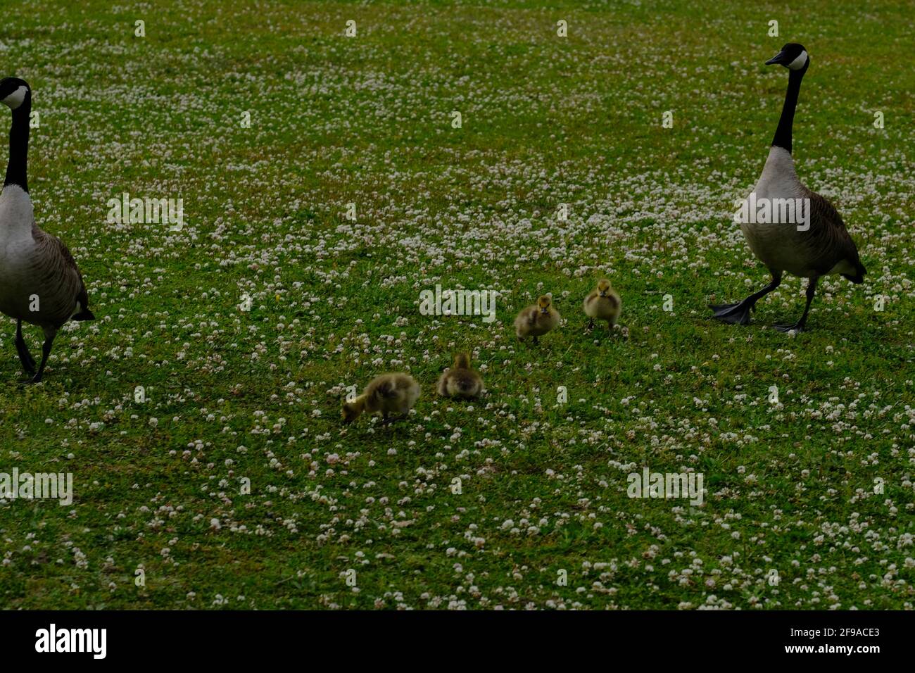 Female gives birth hi-res stock photography and images - Alamy