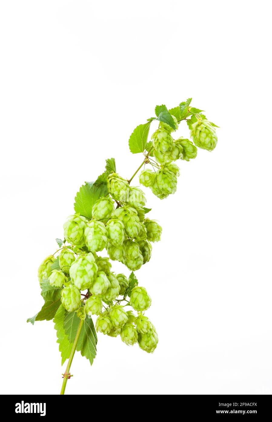 Hop tendril against a white background Stock Photo - Alamy