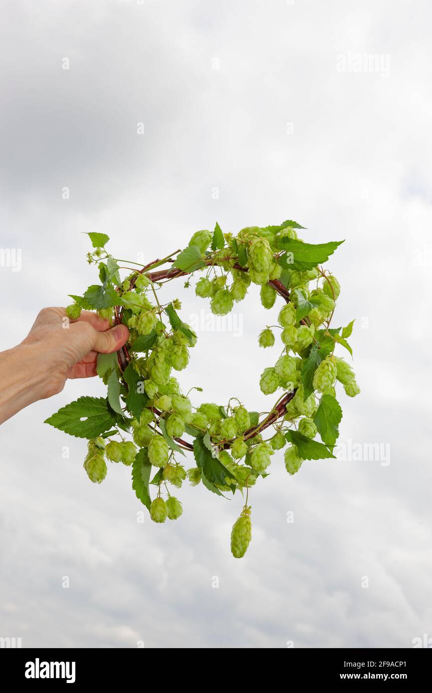 Hop wreath in a hand against a light background Stock Photo - Alamy