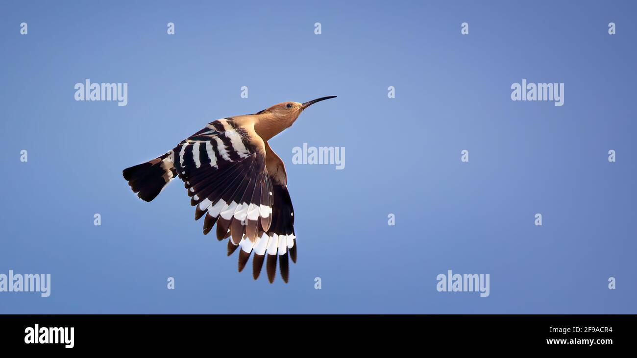 Beautiful Hoopoe captured in his magnificent flight, the best photo ...