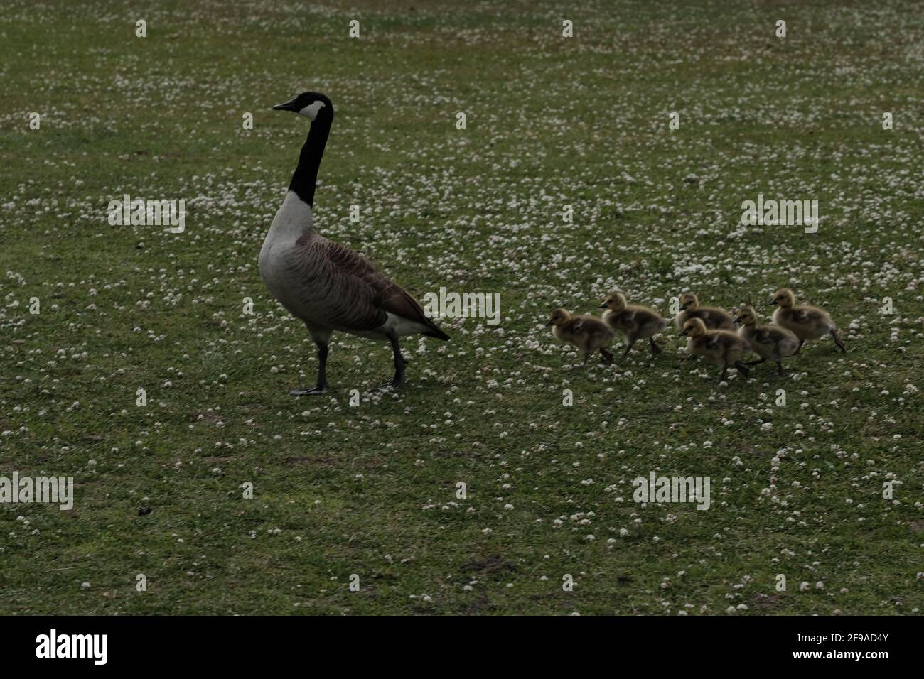 Canadian geese at public park when one female gives birth to six chicks ...