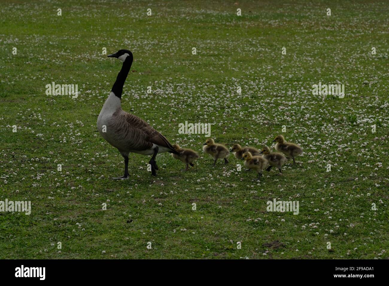 Female gives birth hi-res stock photography and images - Alamy