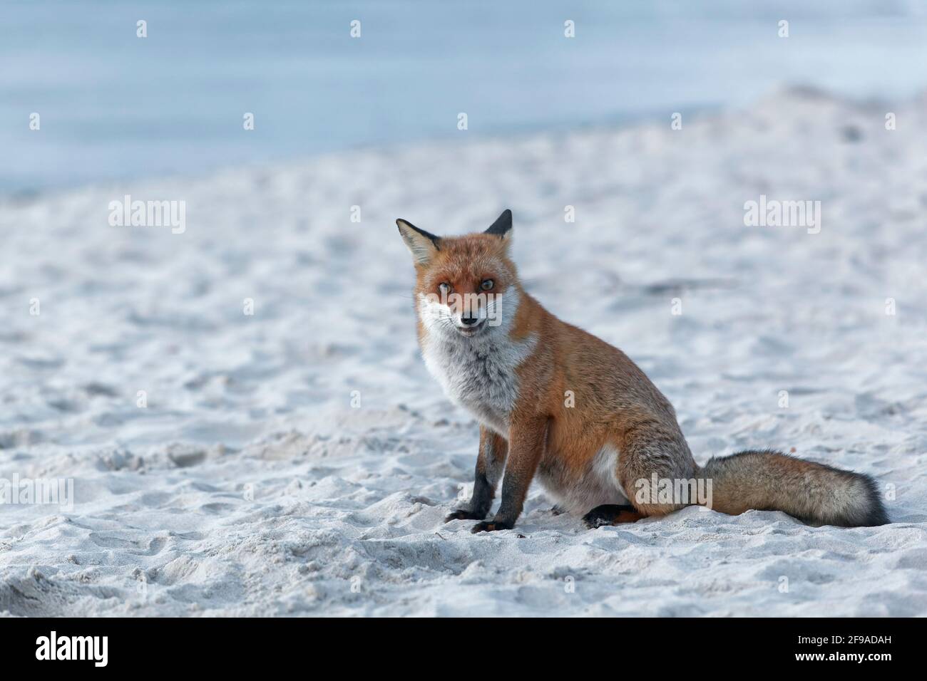 Fox on beach hi-res stock photography and images - Alamy