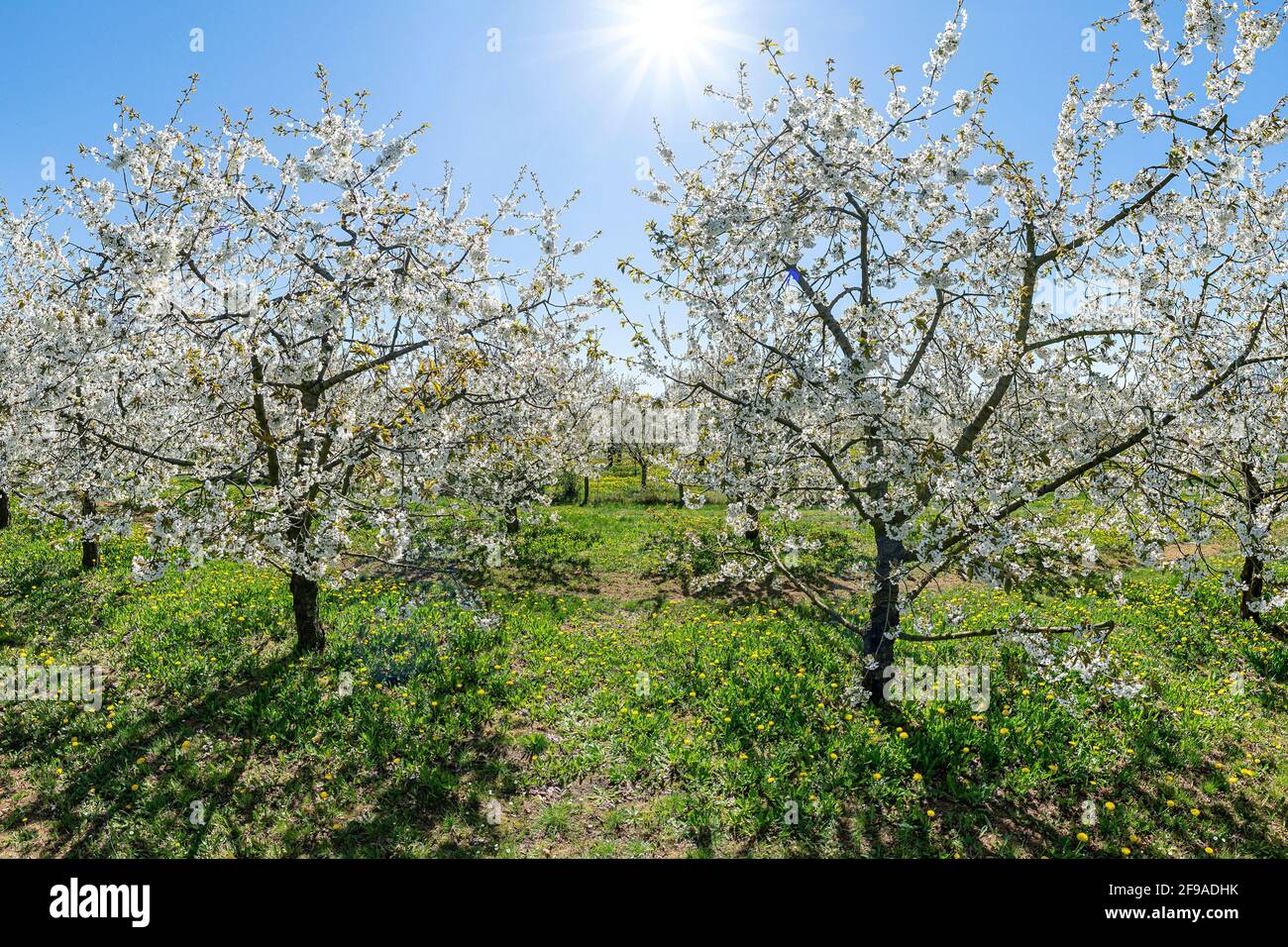Cherry trees plantation hi-res stock photography and images - Alamy