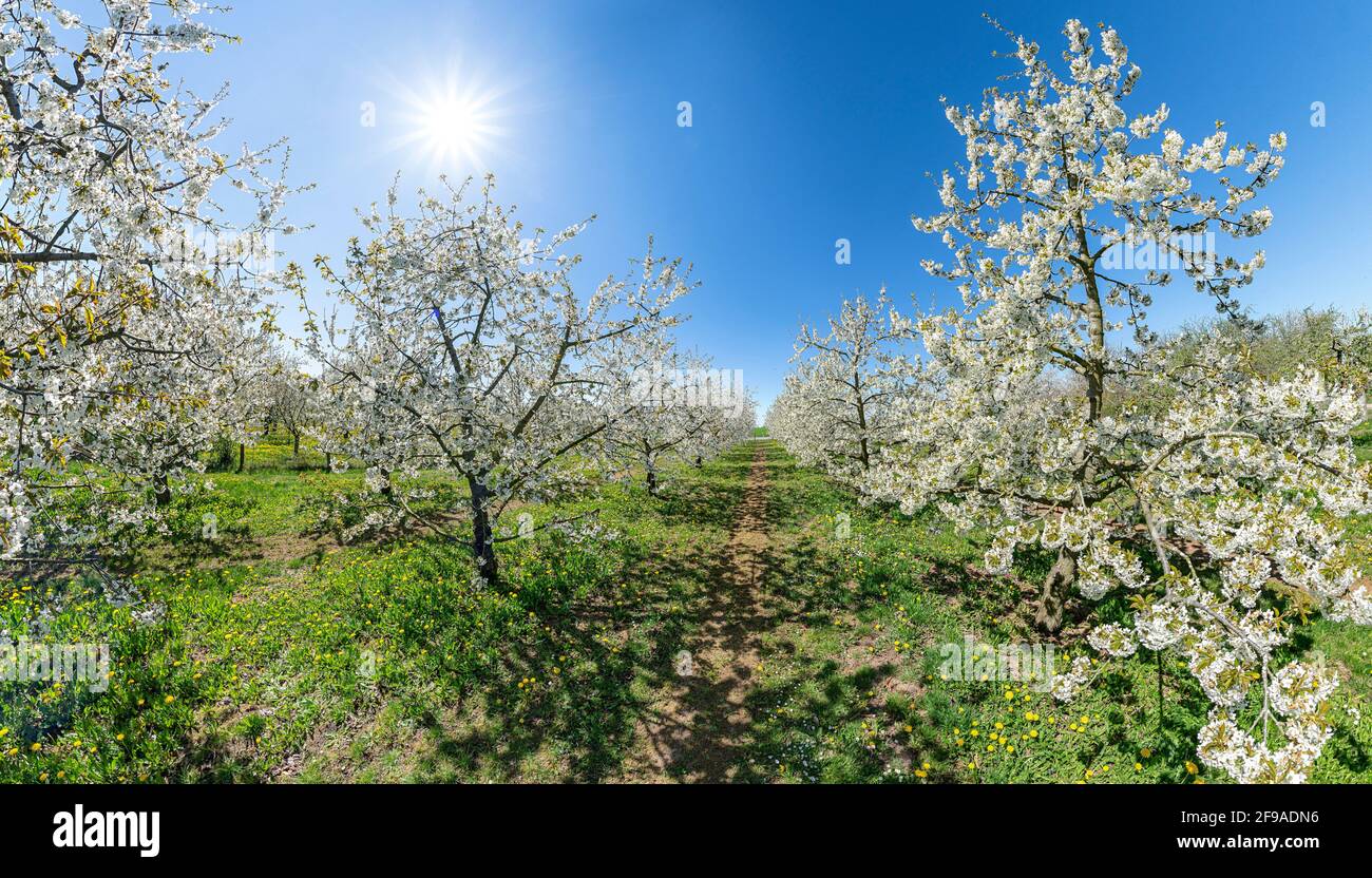 Cherry trees full hi-res stock photography and images - Alamy