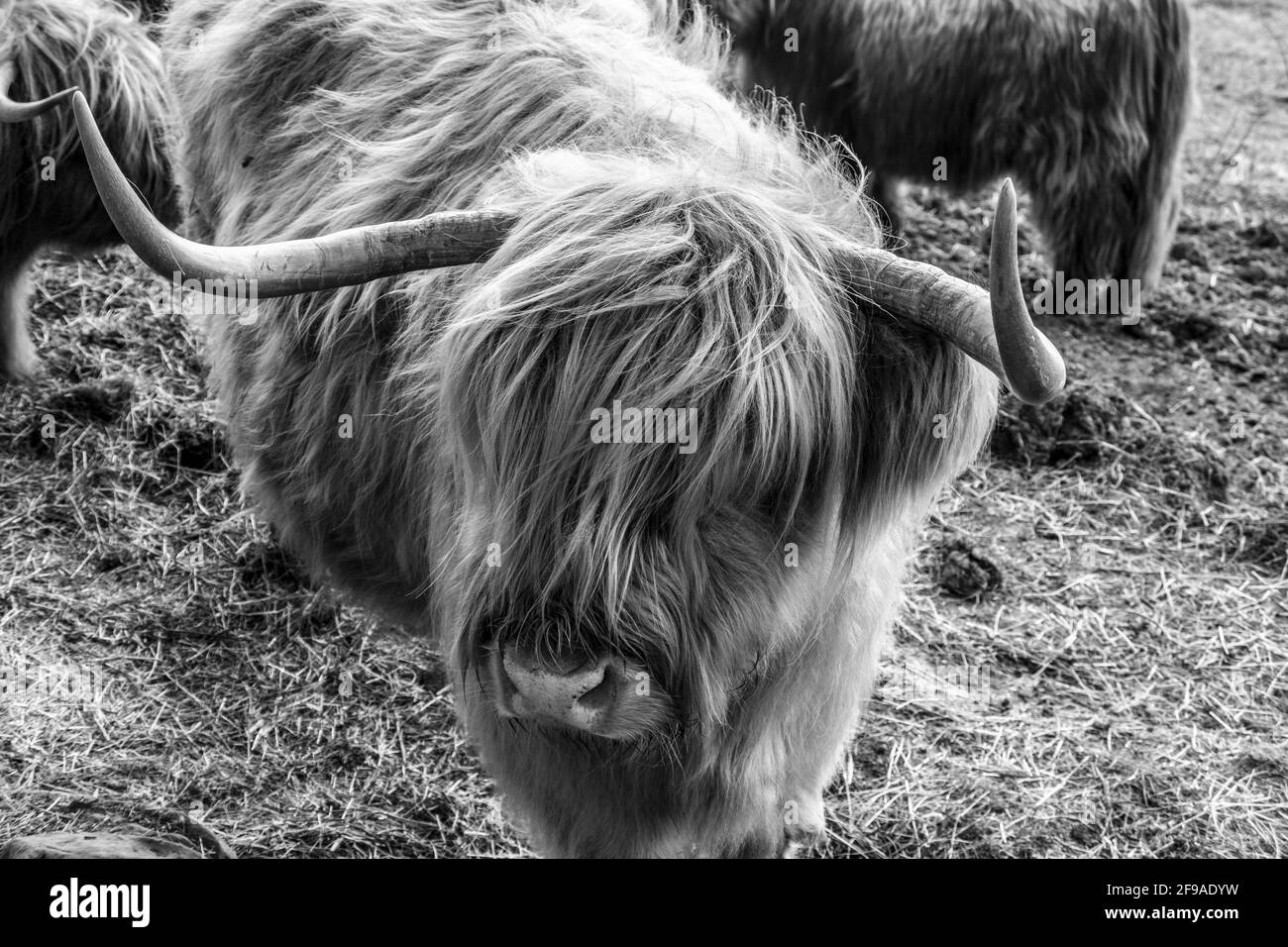 Grayscale shot highland cattle on a farm at daytime in the countrys ...