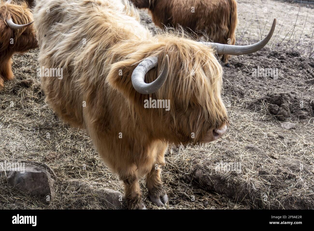 Full body shot of a long-haired brown bull with big horns walking in ...