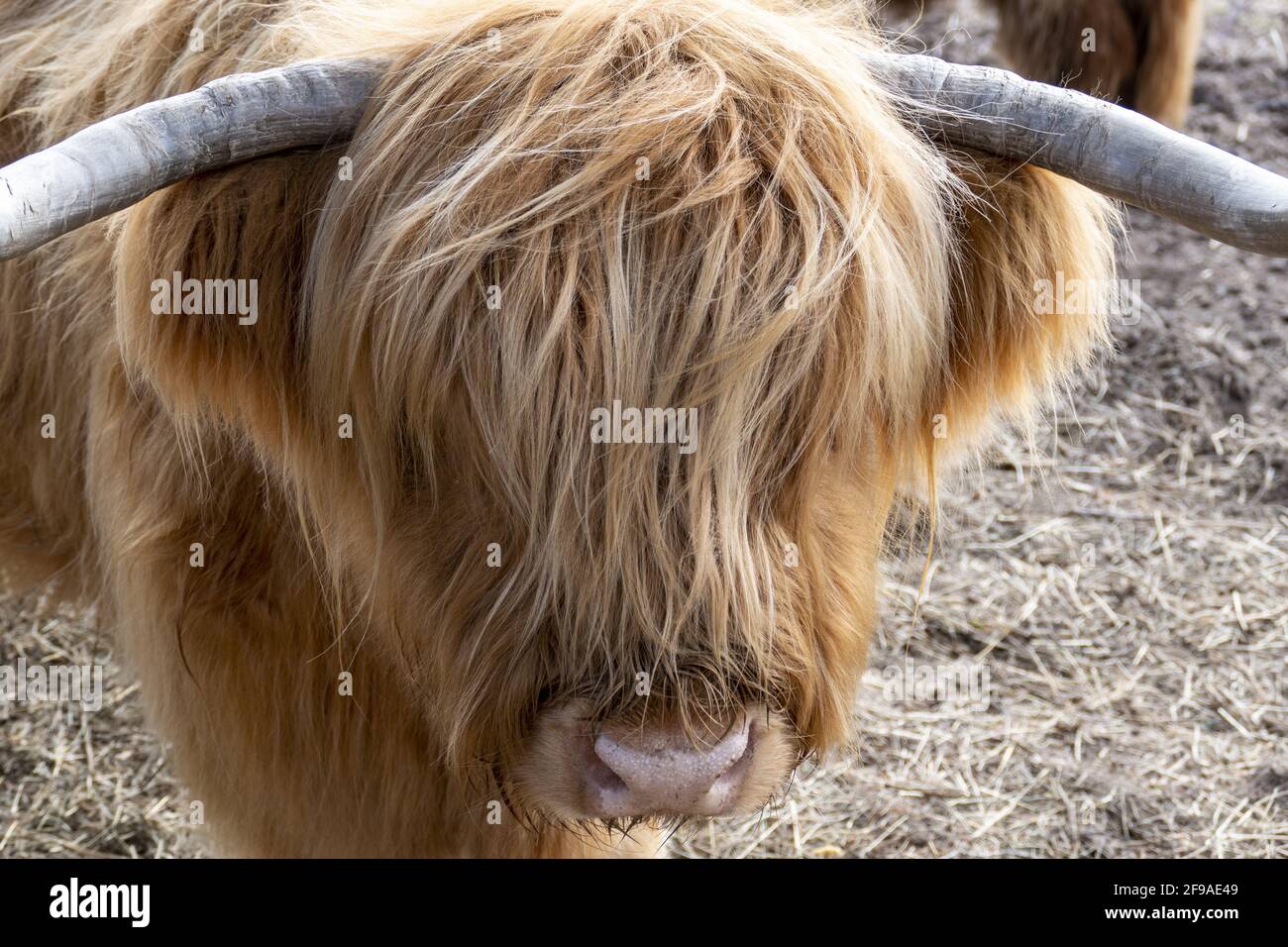 Closeup of highland cattle in a farm field with a blurry background ...