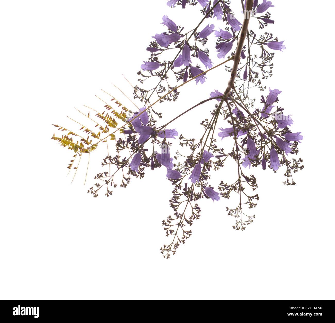 Flowers of blue jacaranda, Jacaranda mimosifolia, isolated on white ...