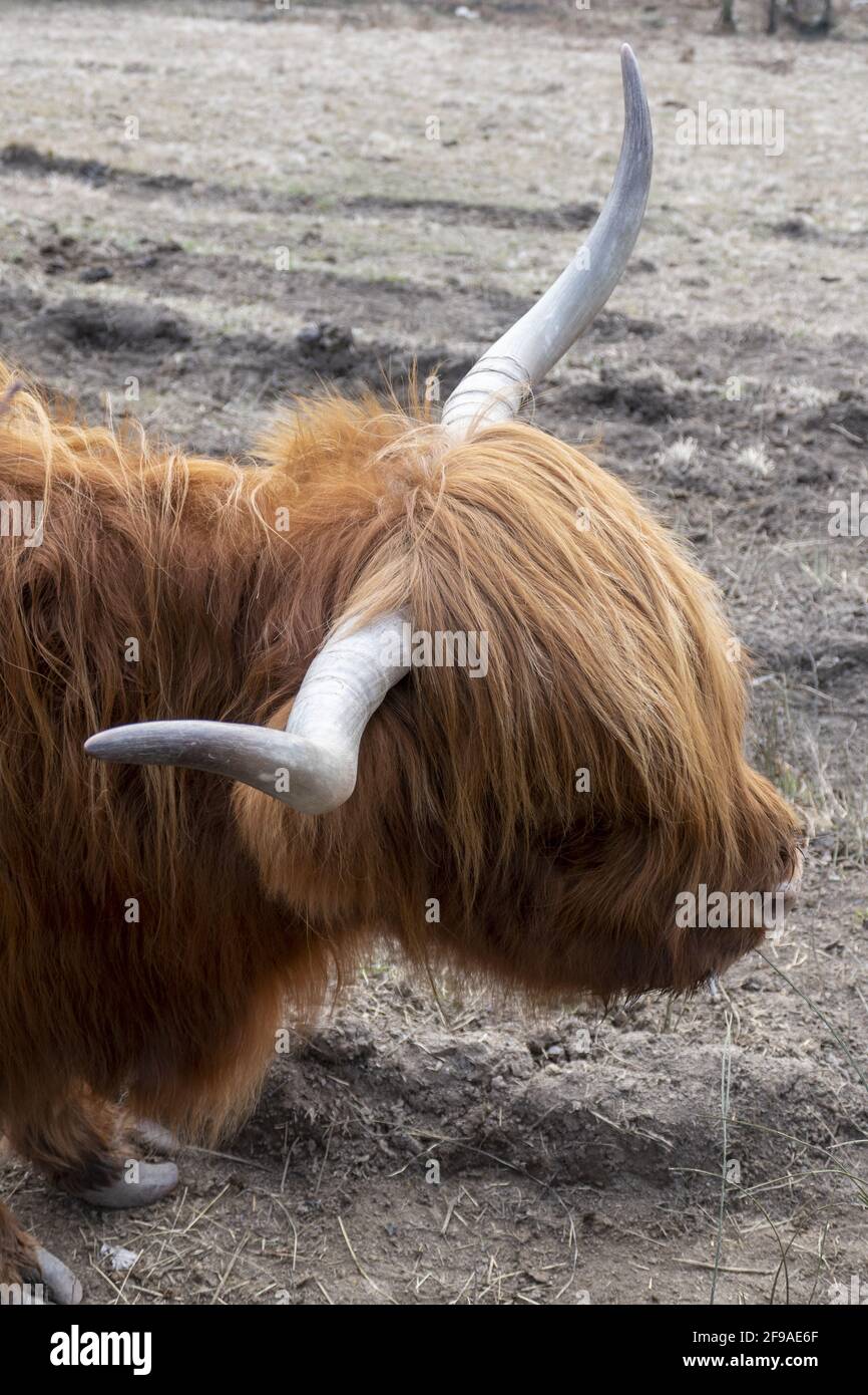 Long horns curly hi-res stock photography and images - Alamy