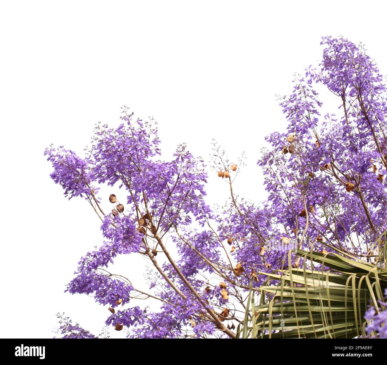 Flowers of blue jacaranda, Jacaranda mimosifolia, isolated on white ...