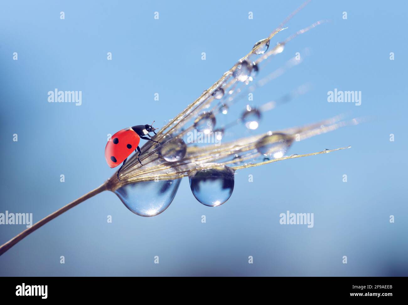 Ladybird with water droplet hi-res stock photography and images - Alamy