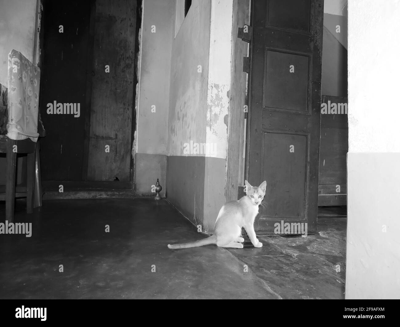 Empty house cat hi-res stock photography and images - Alamy
