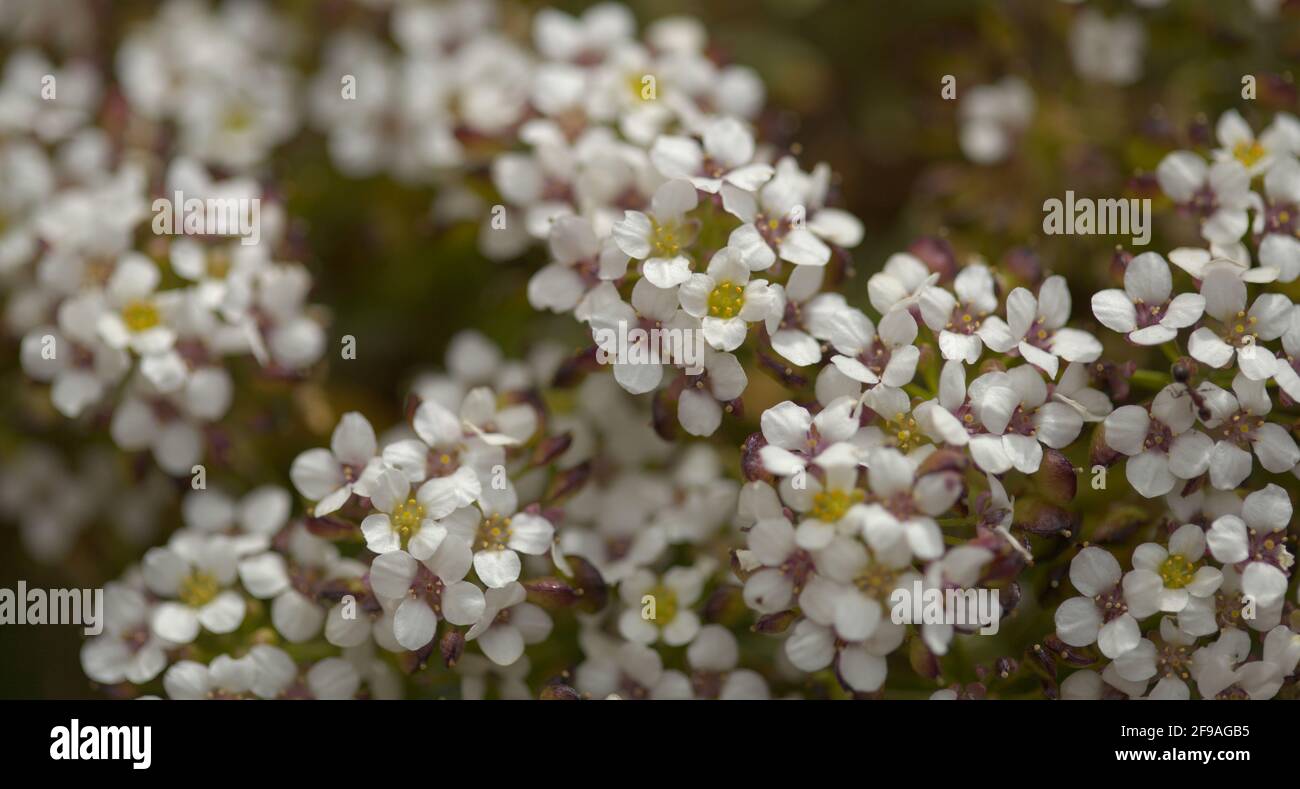 Cruciform flower plant hi-res stock photography and images - Alamy