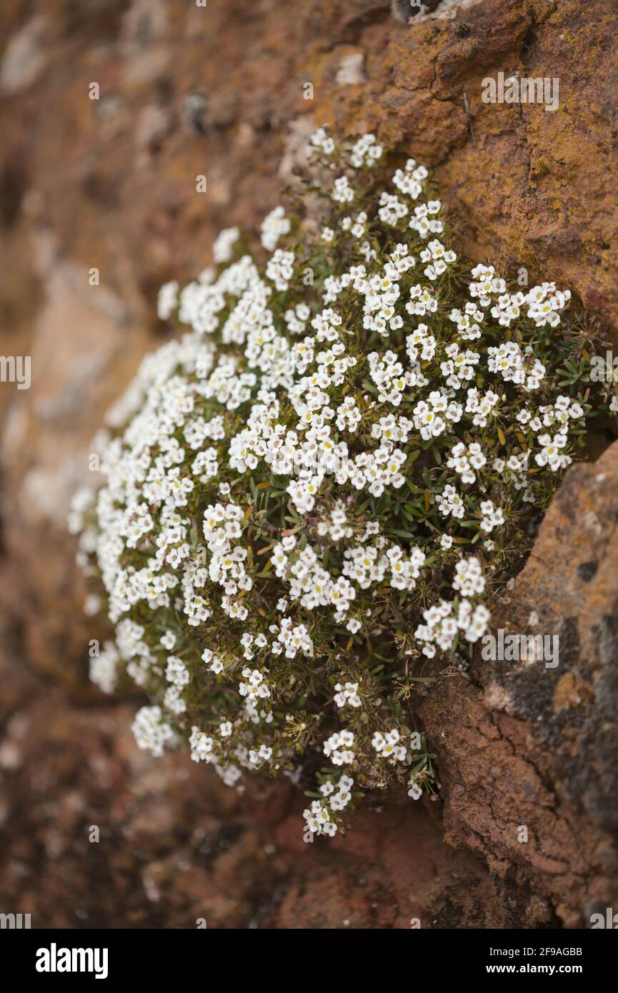 Cruciform flower plant hi-res stock photography and images - Alamy