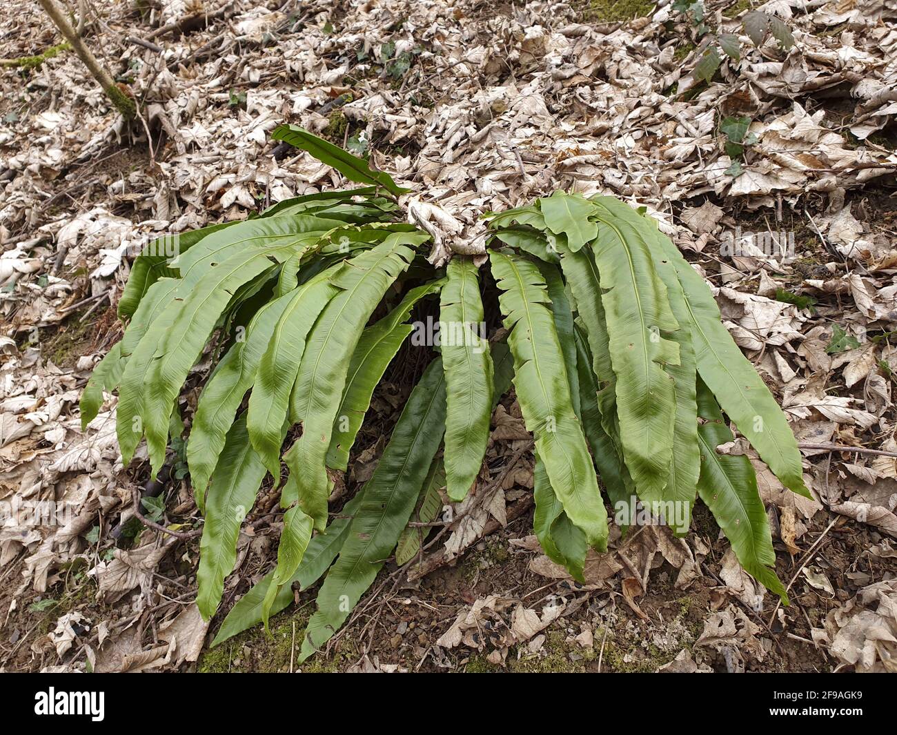 Closeup of Phyllitis Scolopendrium in a field covered in dried leaves ...