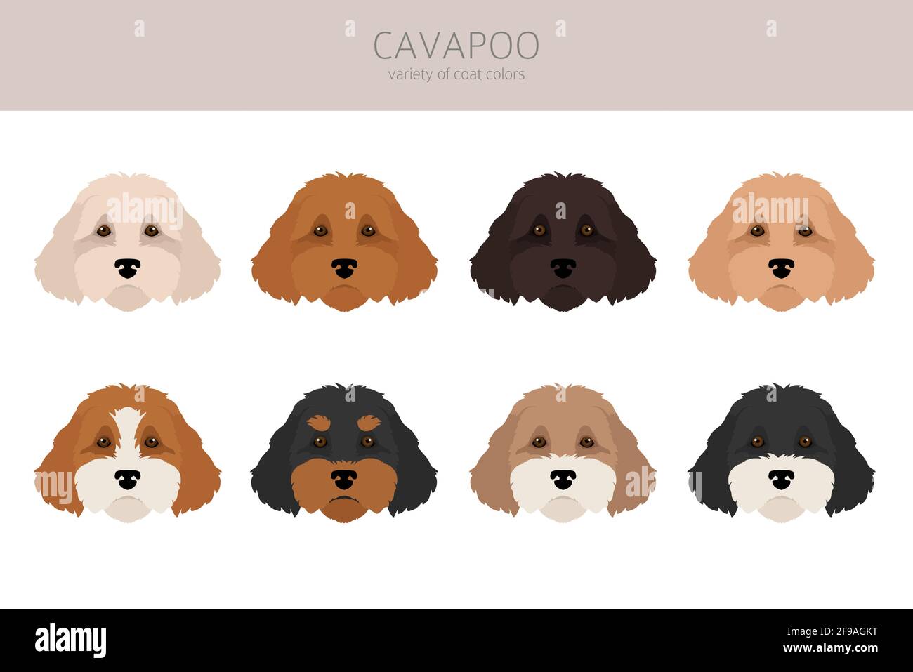 Cavalier king charles spaniel coat colors hi-res stock photography and ...
