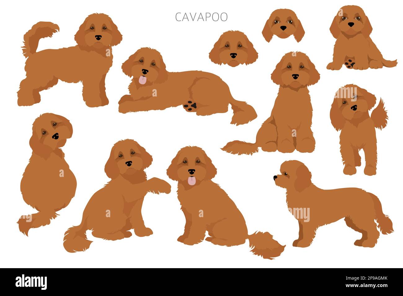 Cute cavoodle Stock Vector Images - Alamy