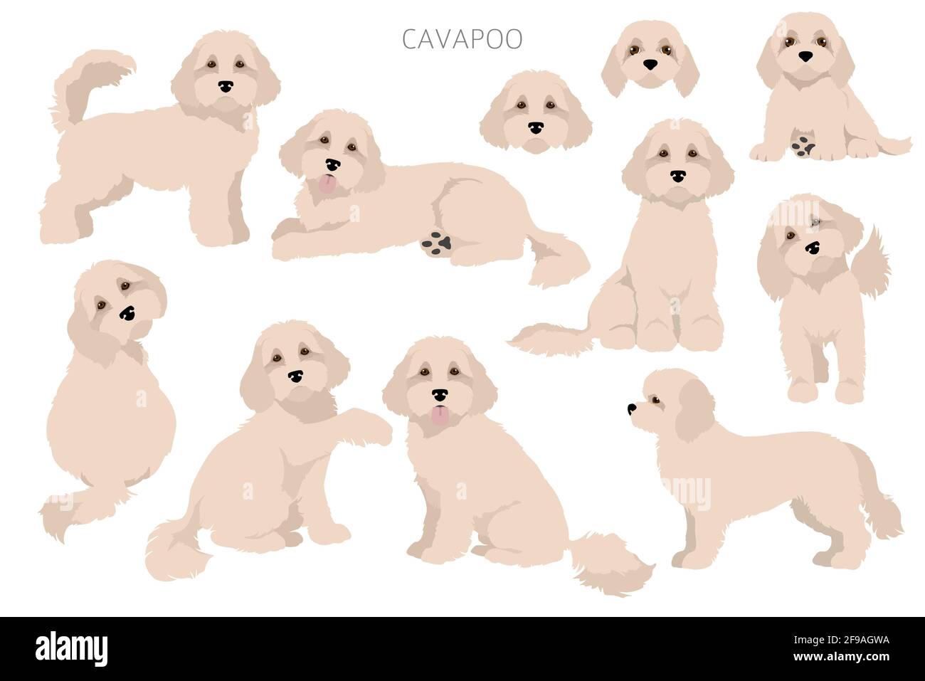 Cavapoo mix breed clipart. Different poses, coat colors set. Vector ...