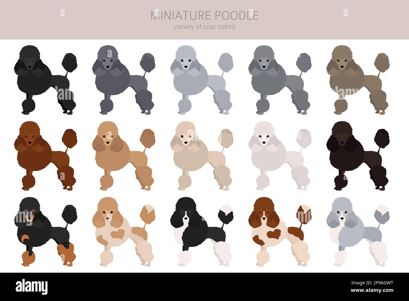 Grey miniature poodle hi-res stock photography and images - Alamy