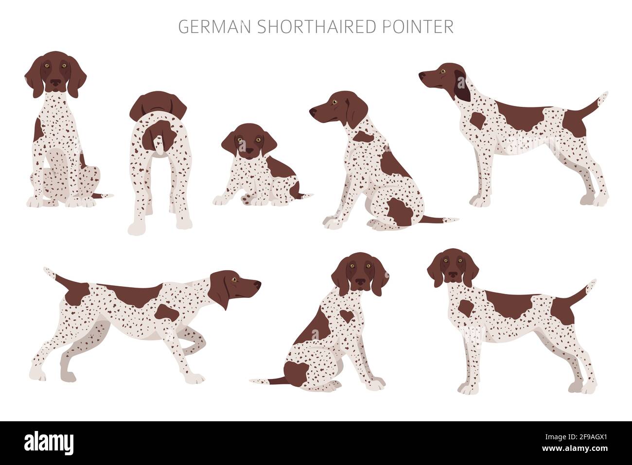 German shorthaired pointer clipart. Different poses, coat colors set ...
