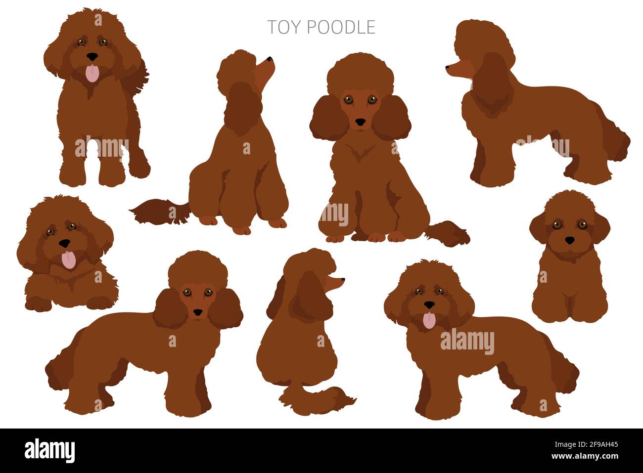 Toy poodle clipart. Different poses, coat colors set. Vector ...