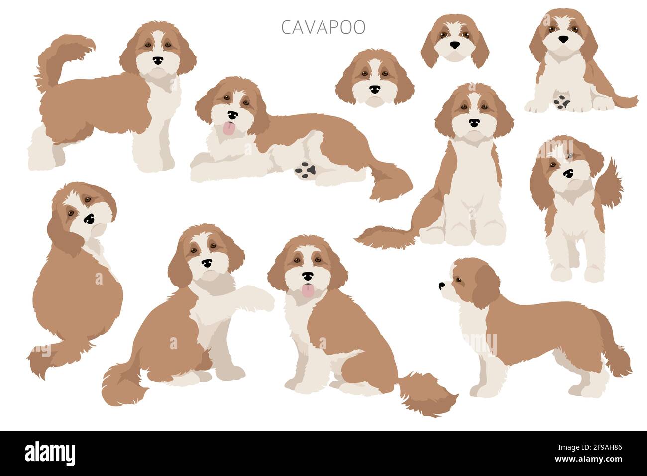 Cavapoo mix breed clipart. Different poses, coat colors set. Vector ...