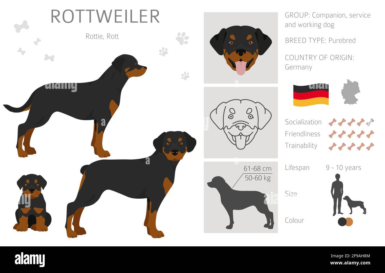Rottweilers De Diferentes Colores 3+ Thousand Rottweiler Color