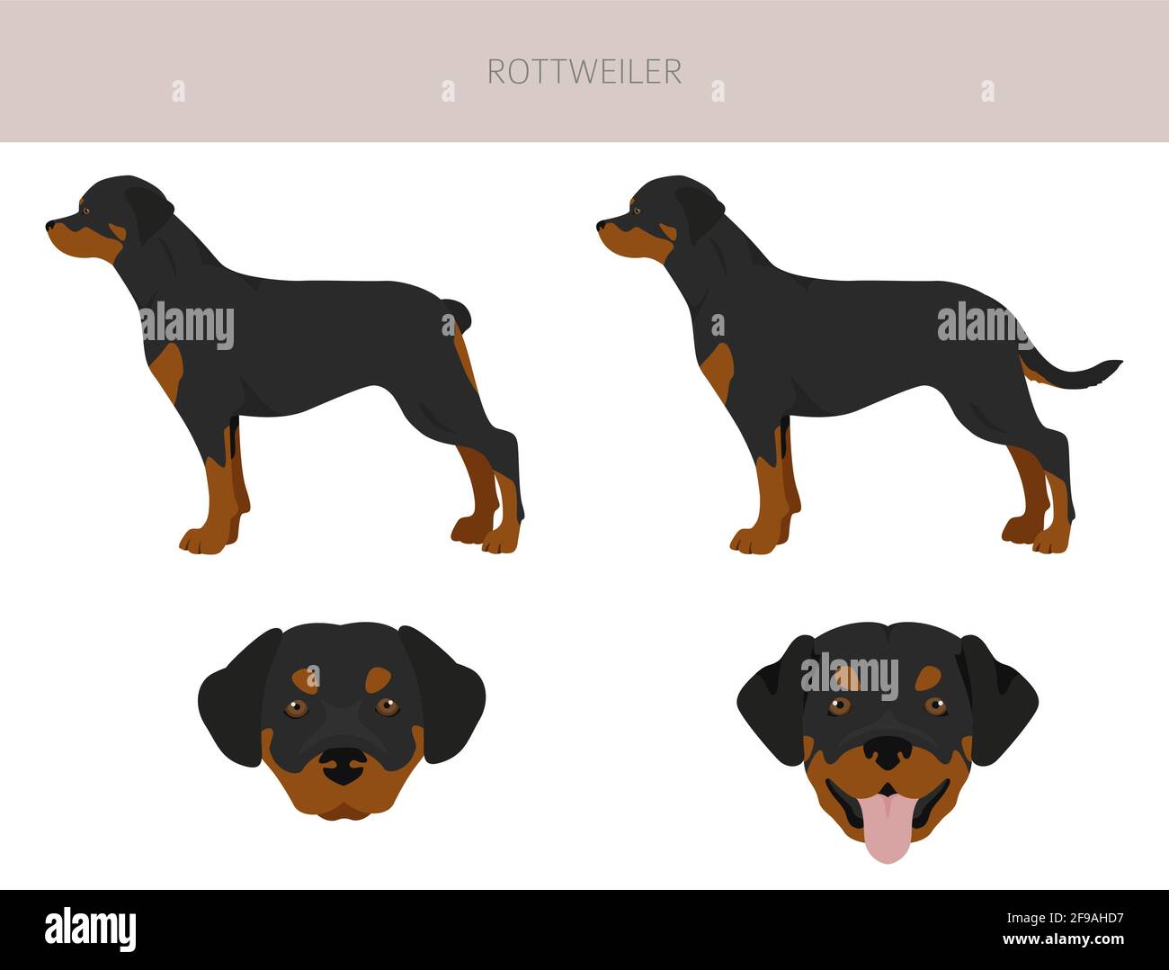 What Colors Do Rottweilers Come In