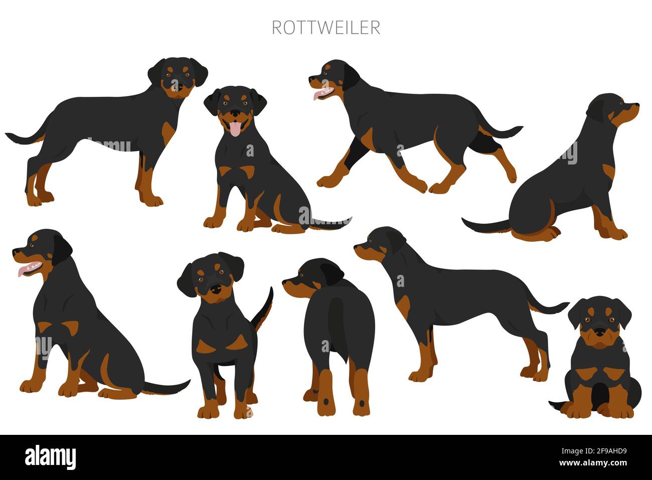Rott rottie Cut Out Stock Images & Pictures - Alamy