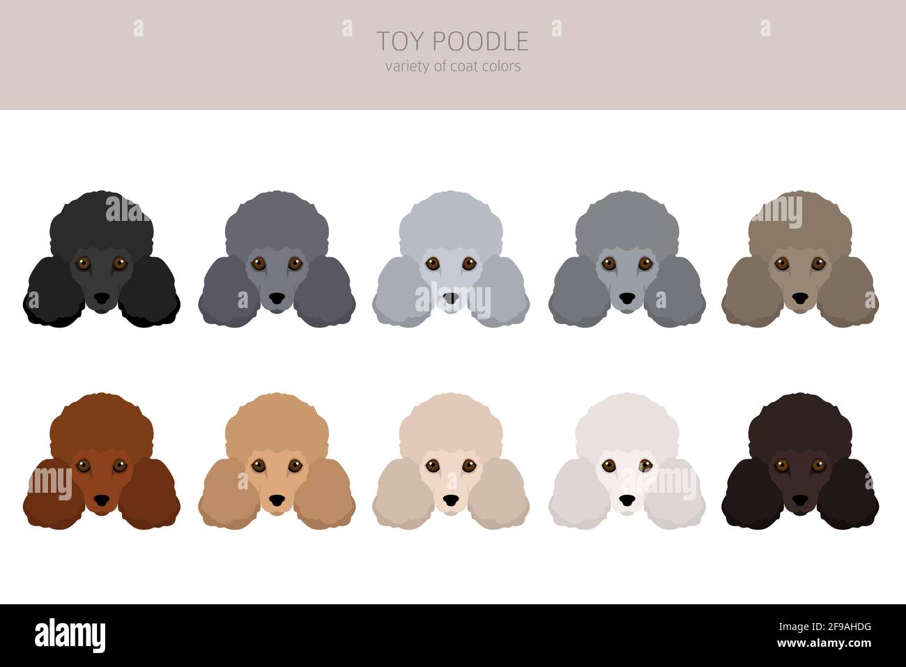 Toy Poodle Colors
