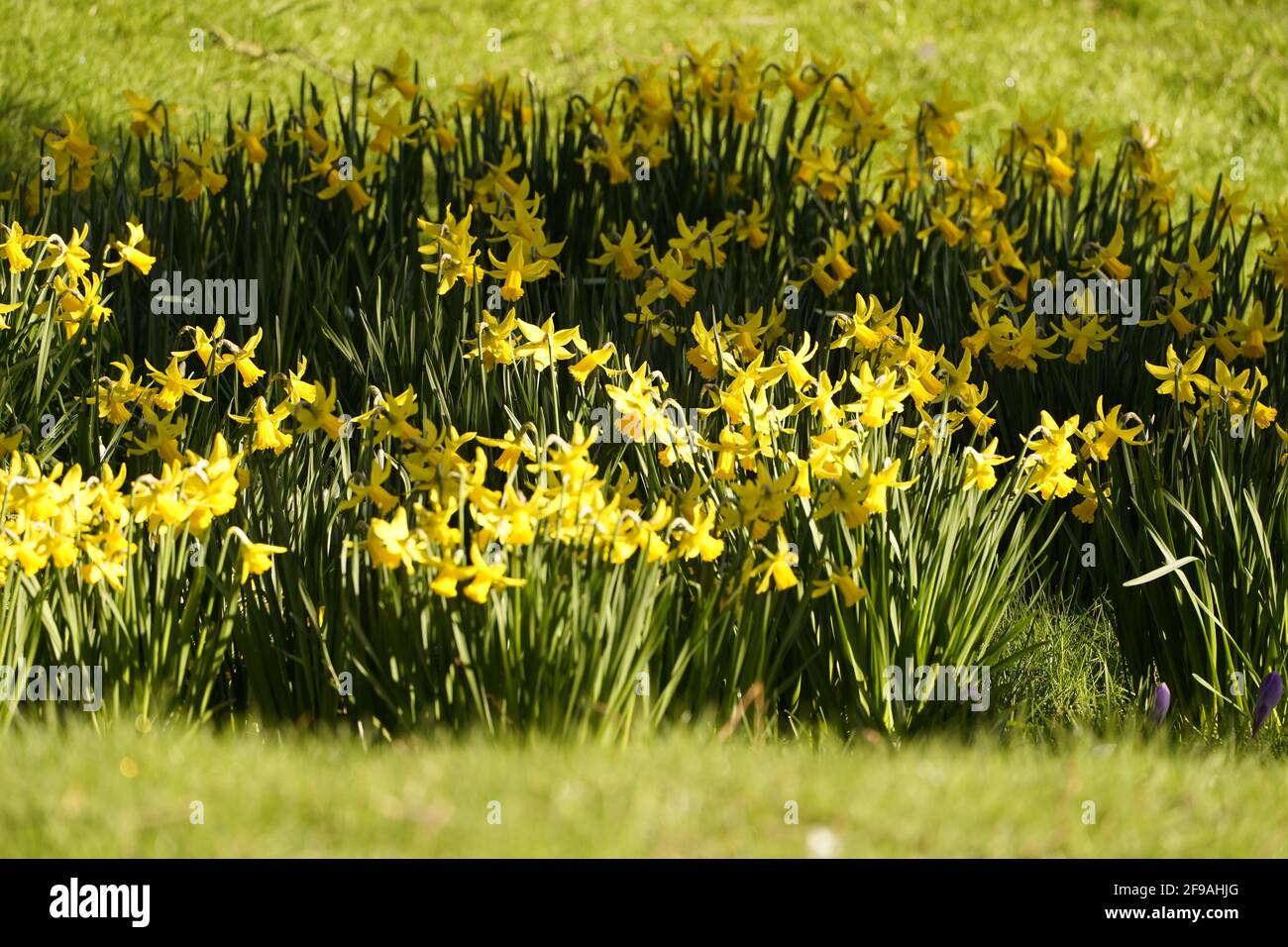 A host, of golden daffodils Stock Photo - Alamy