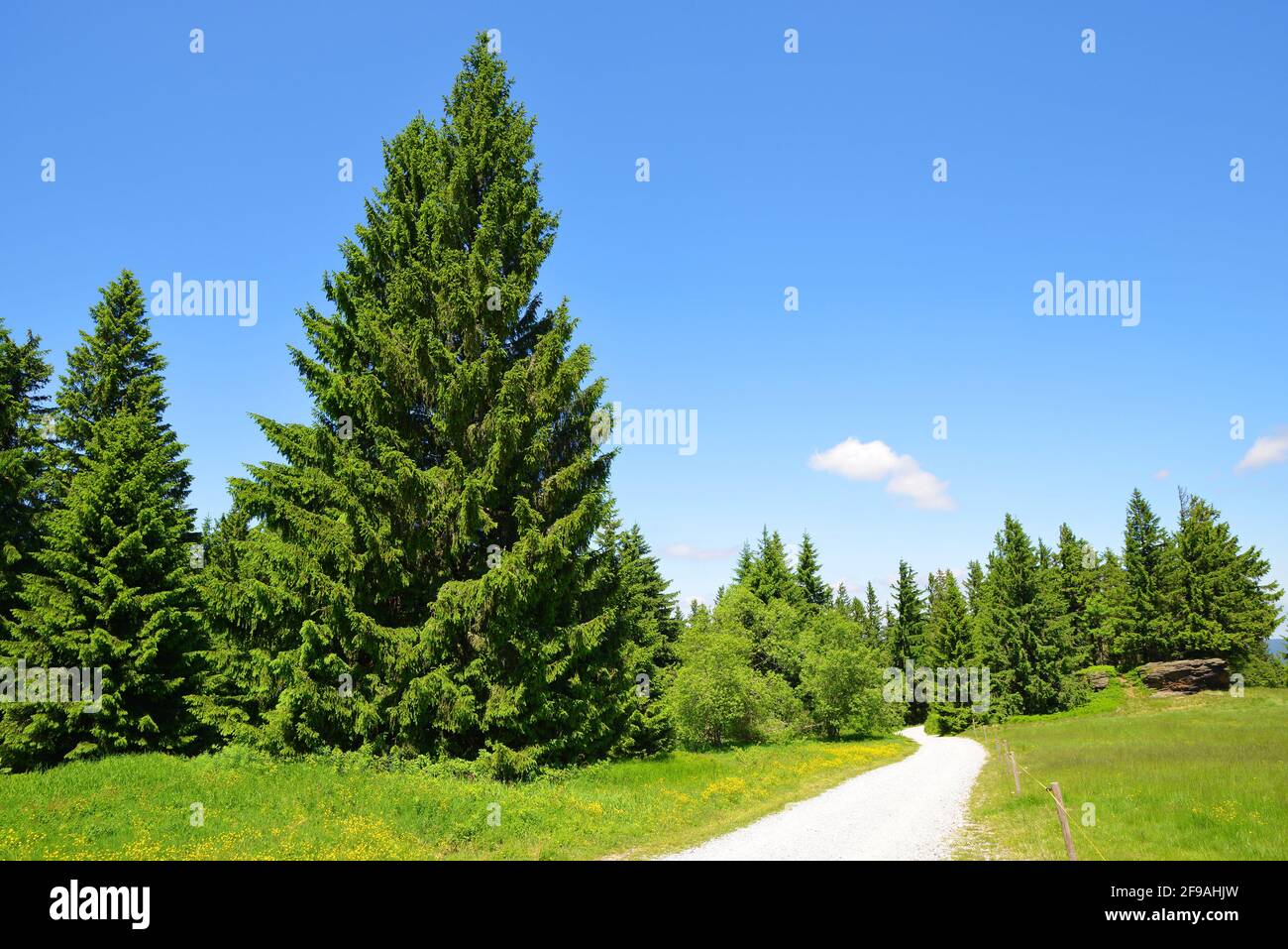 Hiking trail in the National park Bayerischer Wald, Germany Stock Photo ...
