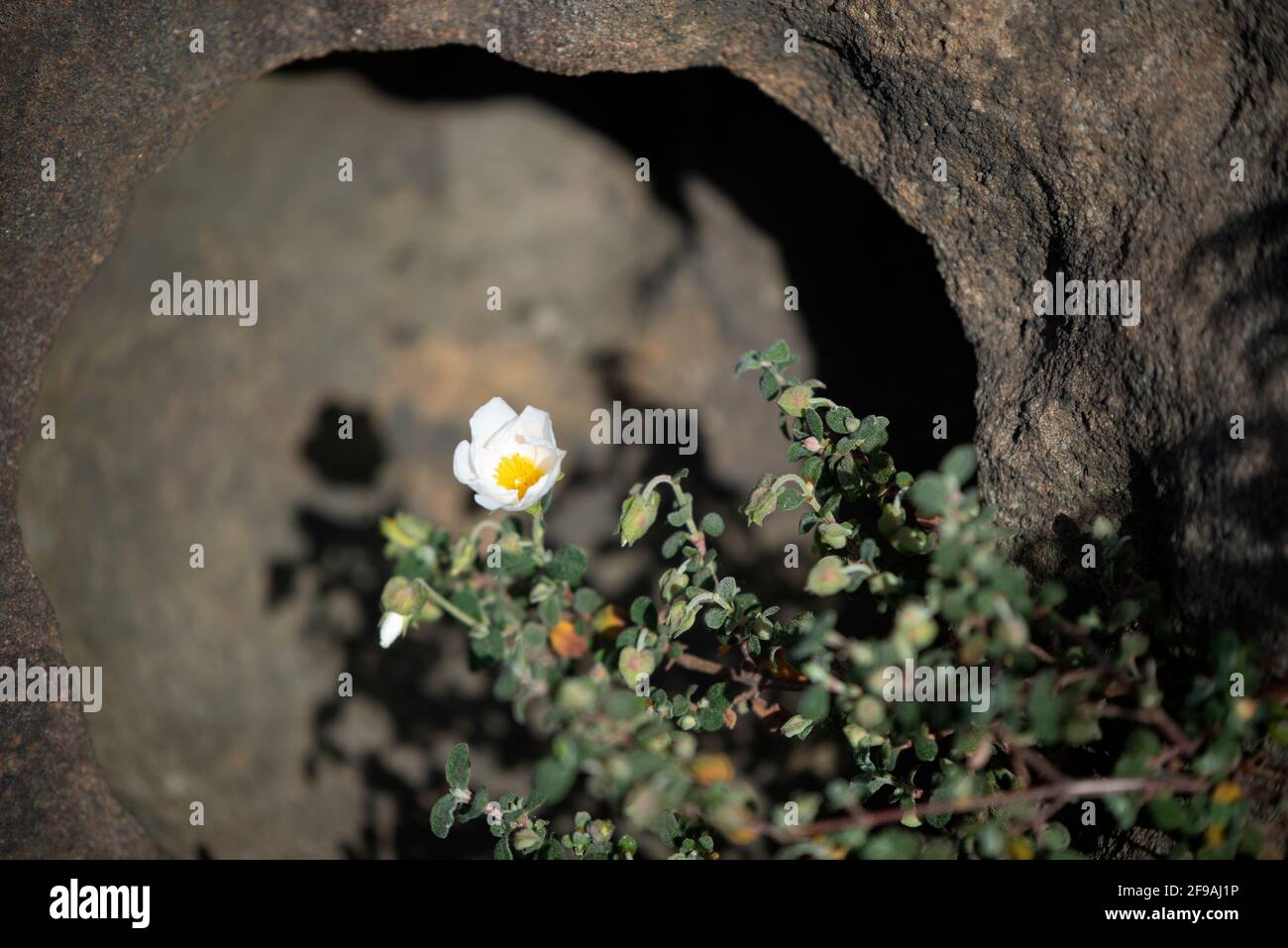 Most natural flower hi-res stock photography and images - Alamy