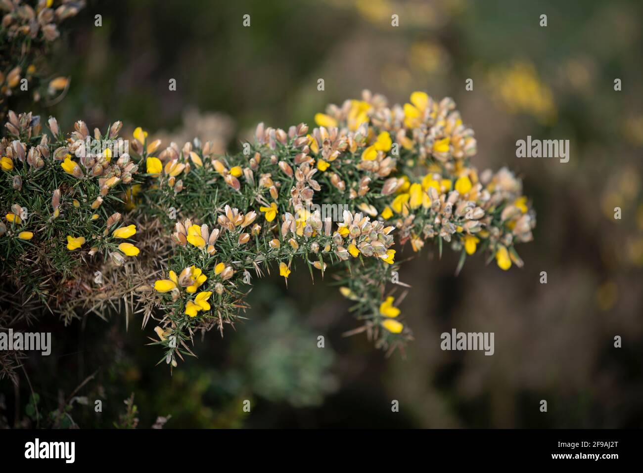 Most natural flower hi-res stock photography and images - Alamy