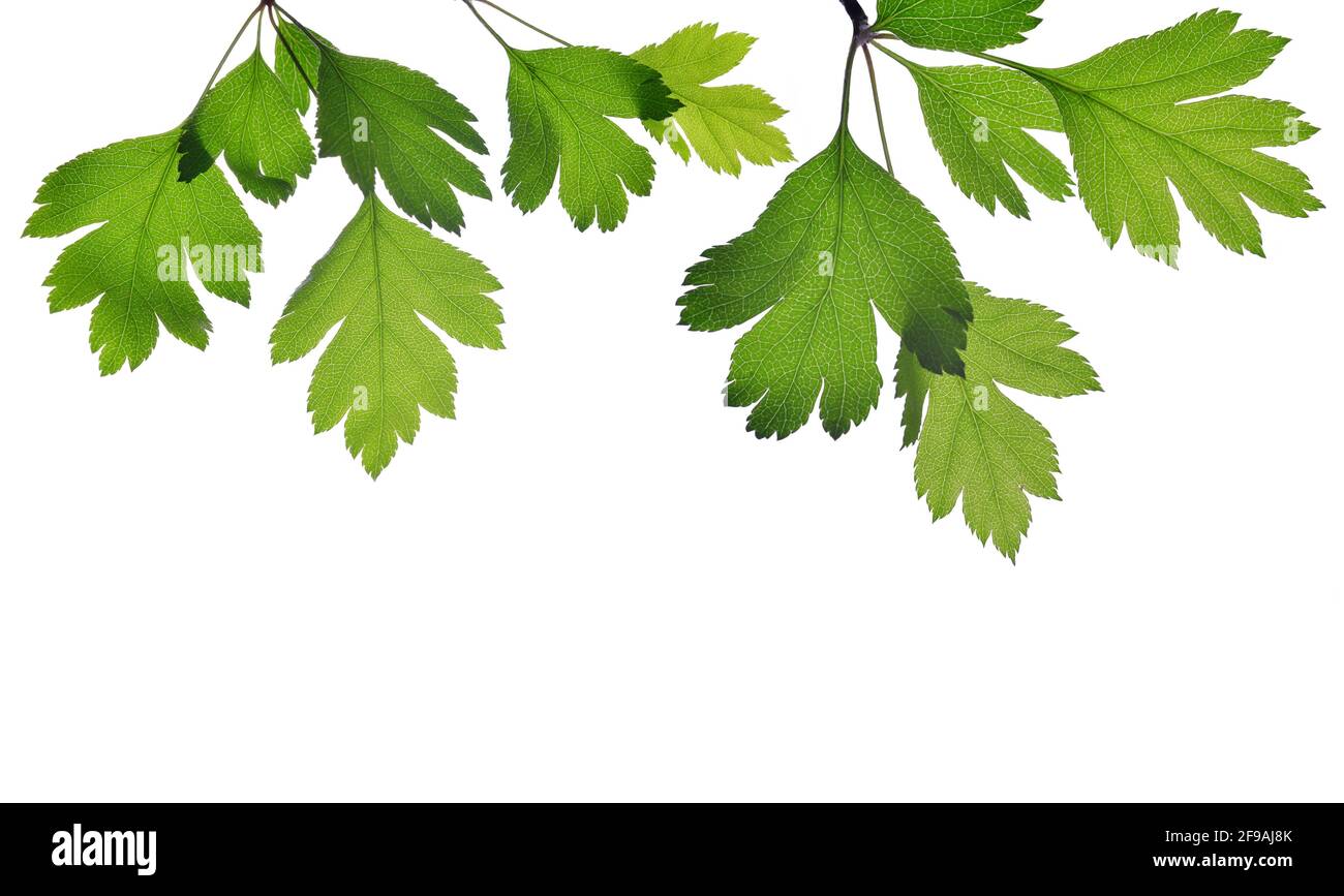 Hawthorn twig with green leaves isolated on a white background Stock ...