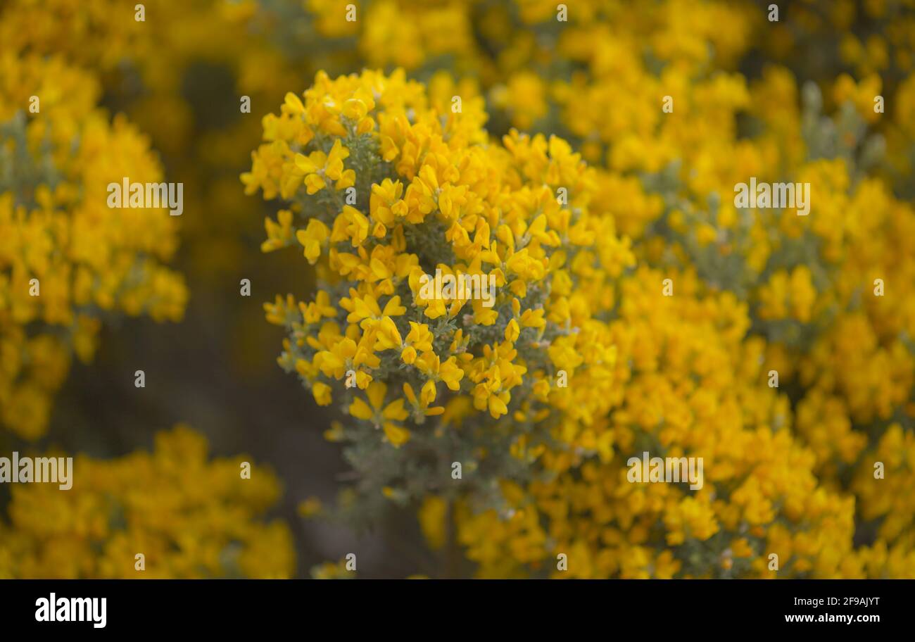 Flora of Gran Canaria - bright yellow flowers of Teline microphylla ...