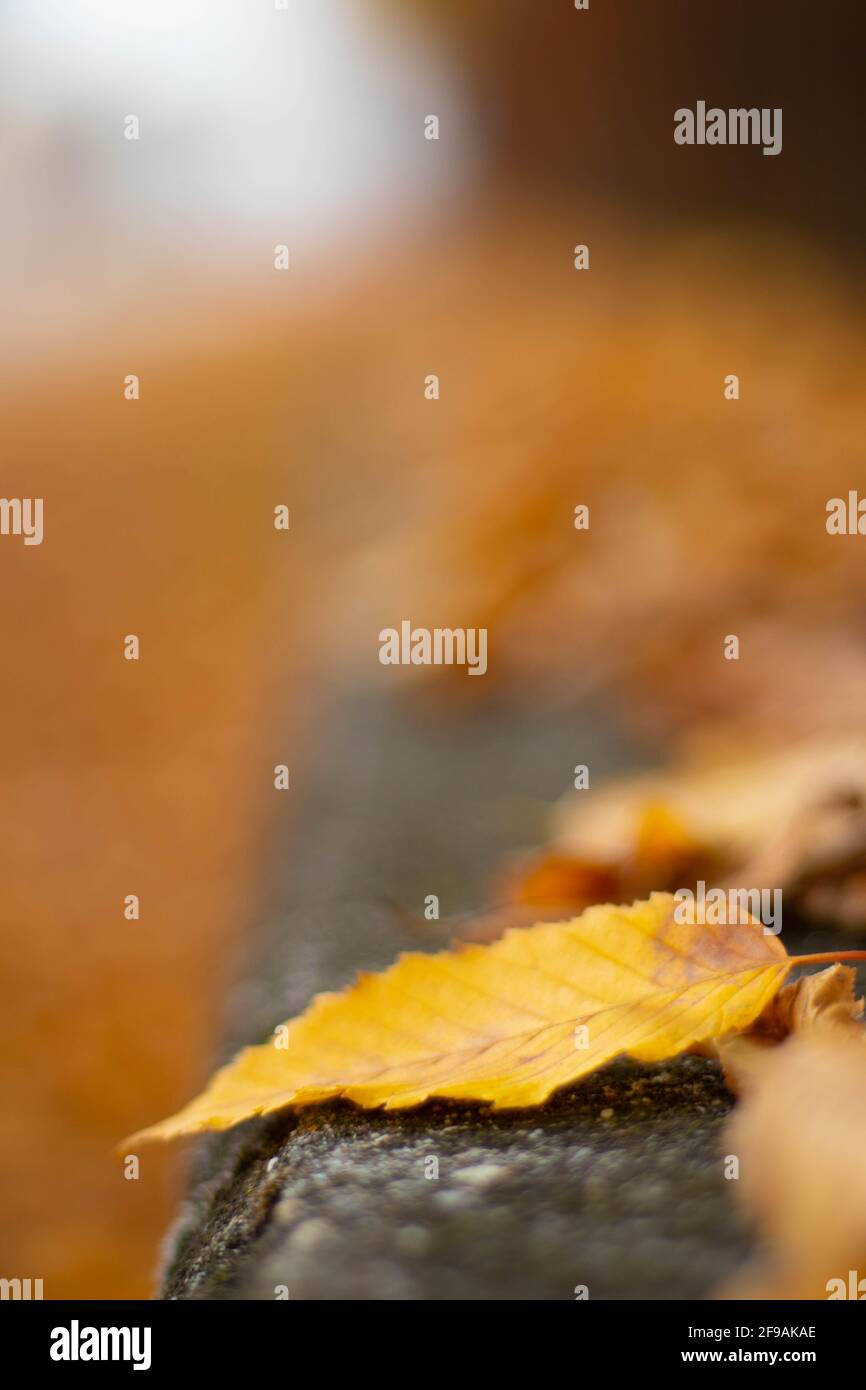 View of a leaf with unfocused background in autumn. Italy Stock Photo ...