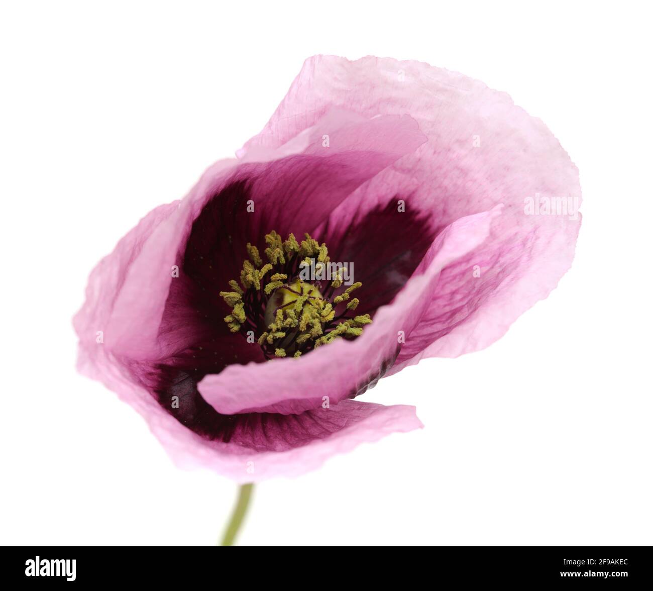 Flora of Gran Canaria - pink Papaver somniferum poppy isolated on white ...
