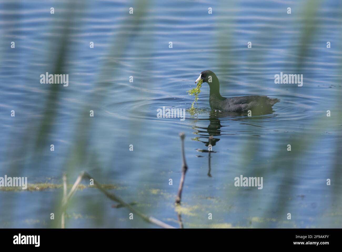 American Coot foraging for food while swimming in the wetlands at a ...