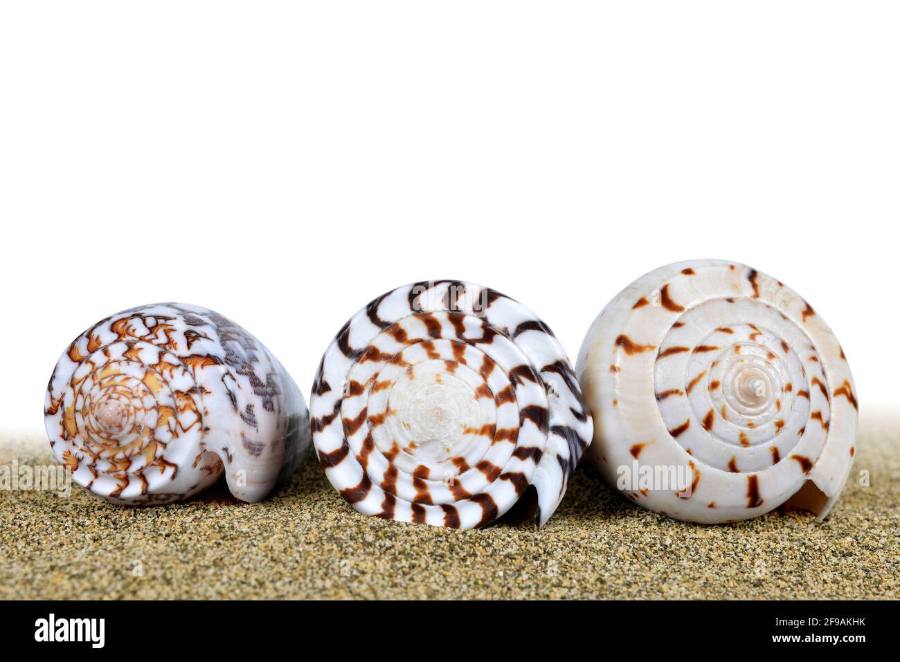 Conidae hi-res stock photography and images - Alamy