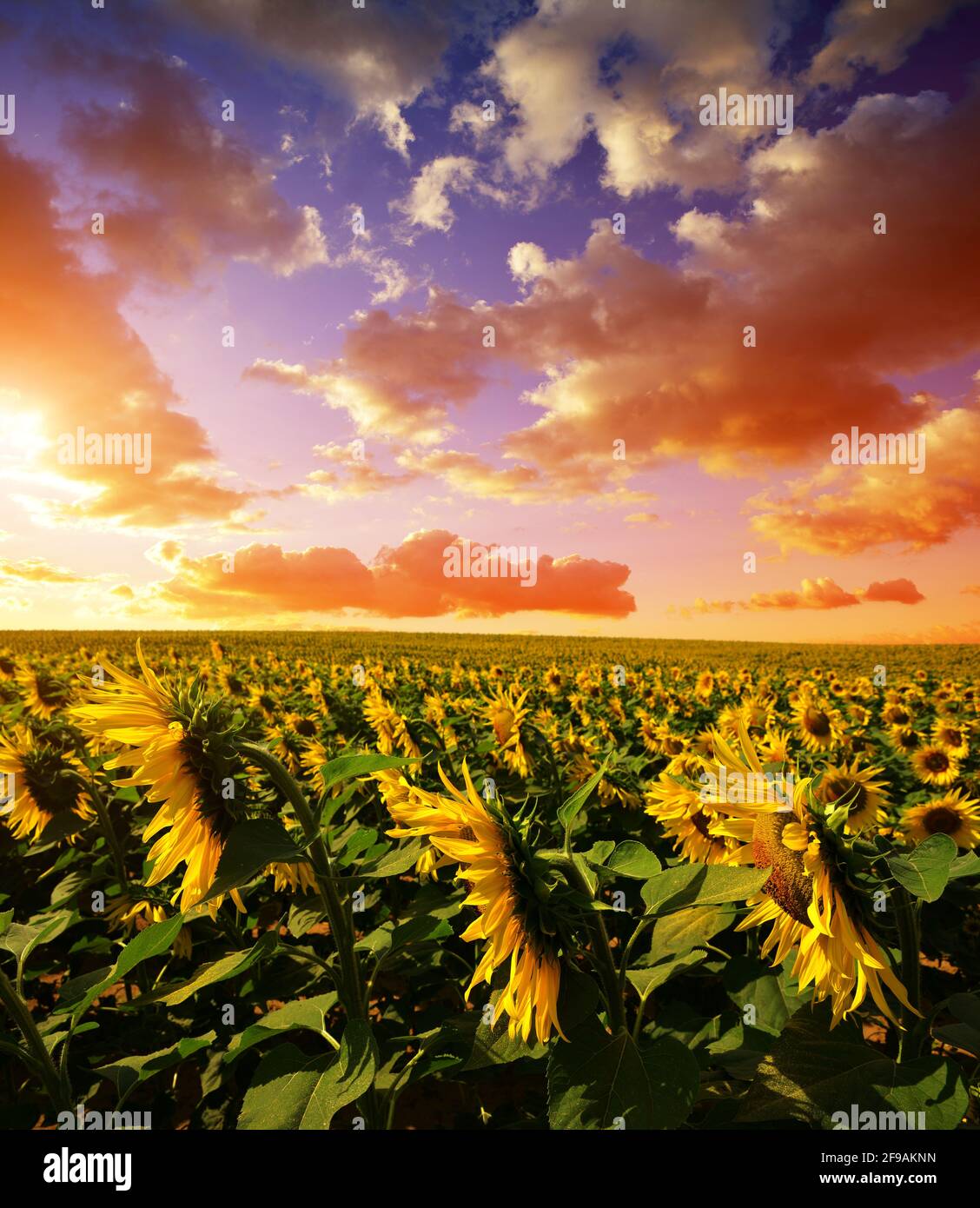 Sunflower field sunset blooming hi-res stock photography and images - Alamy